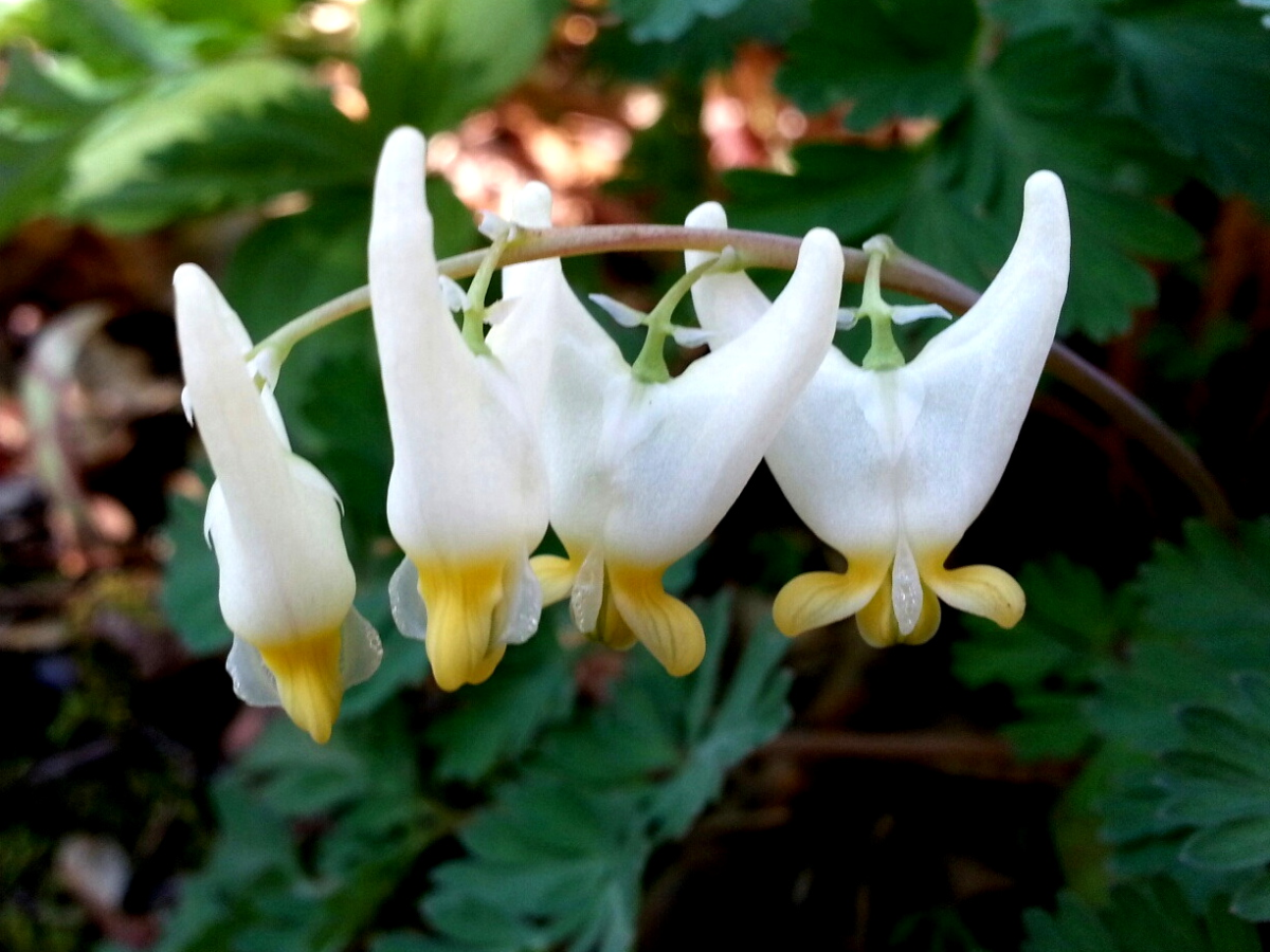 Warblers & Wildflowers – Vermont Master Naturalist Program
