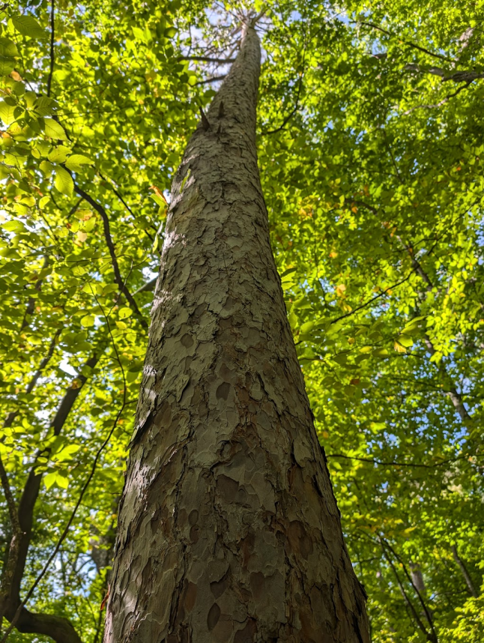 An ancient world revealed: Exploring burlington’s champlain thrust ...