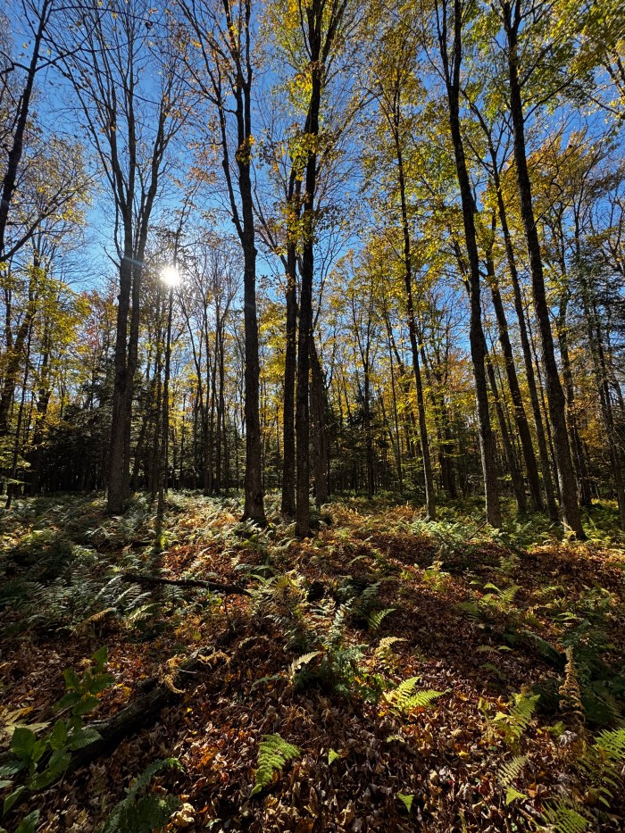 Vermont Master Naturalist: Collective Learning, Shared Magic – Vermont ...